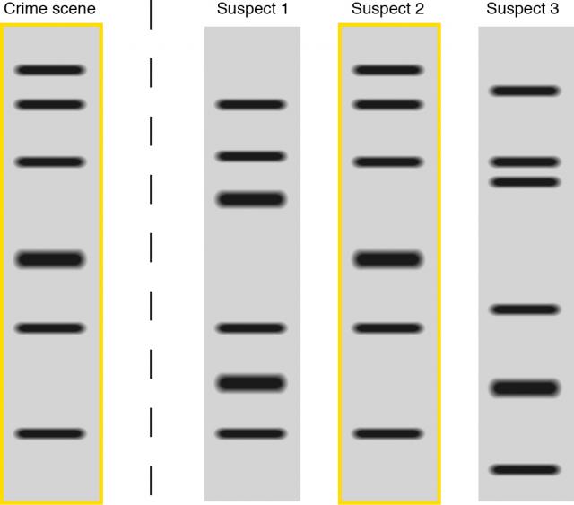 Dna Fingerprinting Crime Scene